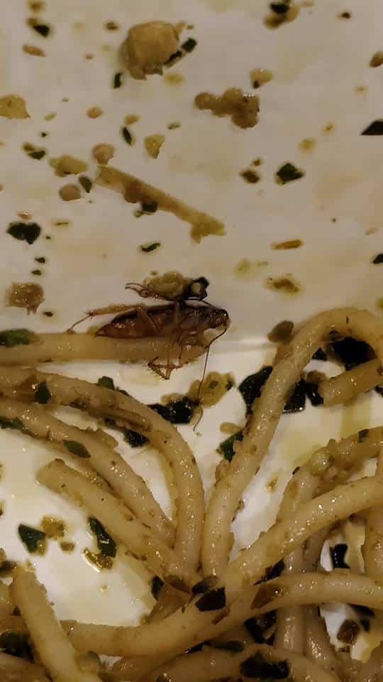 Woman Shares Disturbing Photos Of Insect In Pesto Pasta - Elite Readers