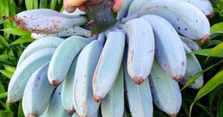 Rare Blue Java Bananas Taste Like Vanilla Ice Cream | Elite Readers