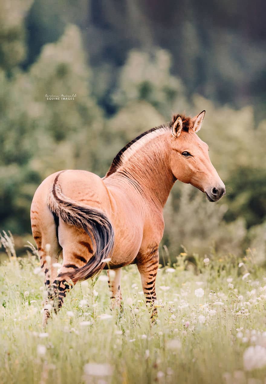 Stunning Photos Of A Zorse, A Hybrid Between A Zebra And A Horse ...