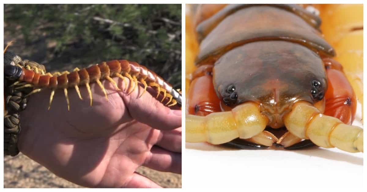 This is Why You Should Never Kill a House Centipede - Elite Readers