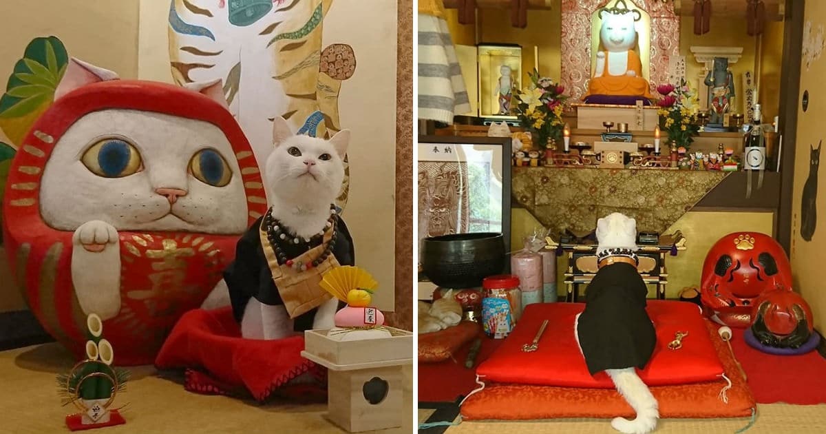 Nyan Nyan Ji, The Japanese Shrine Where All The Monks Are Adorable Cats ...