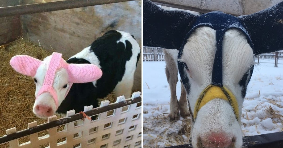 Farmer Knits Ear Warmers For His Cows To Protect Them From The Cold ...