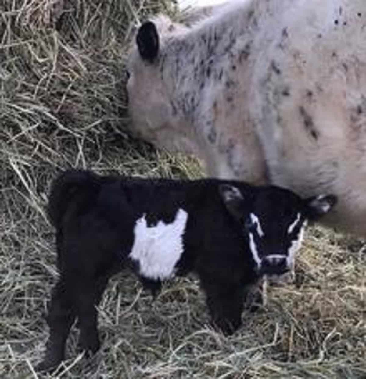 These Lovable Miniature Cows Make Charming Pets – Elite Readers