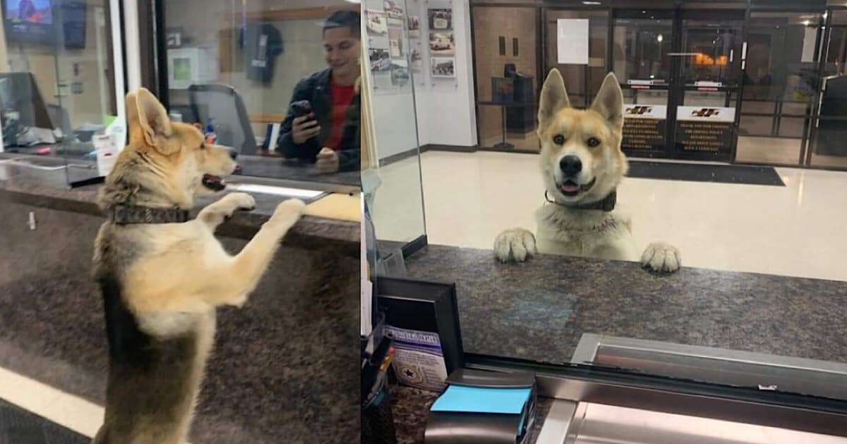Smart Dog Goes To Police Station To Report Himself Missing - Elite Readers