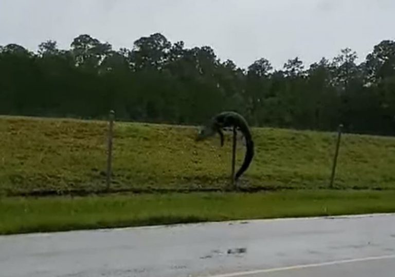 Scary Video Shows Alligator Climbing A Fence – Elite Readers