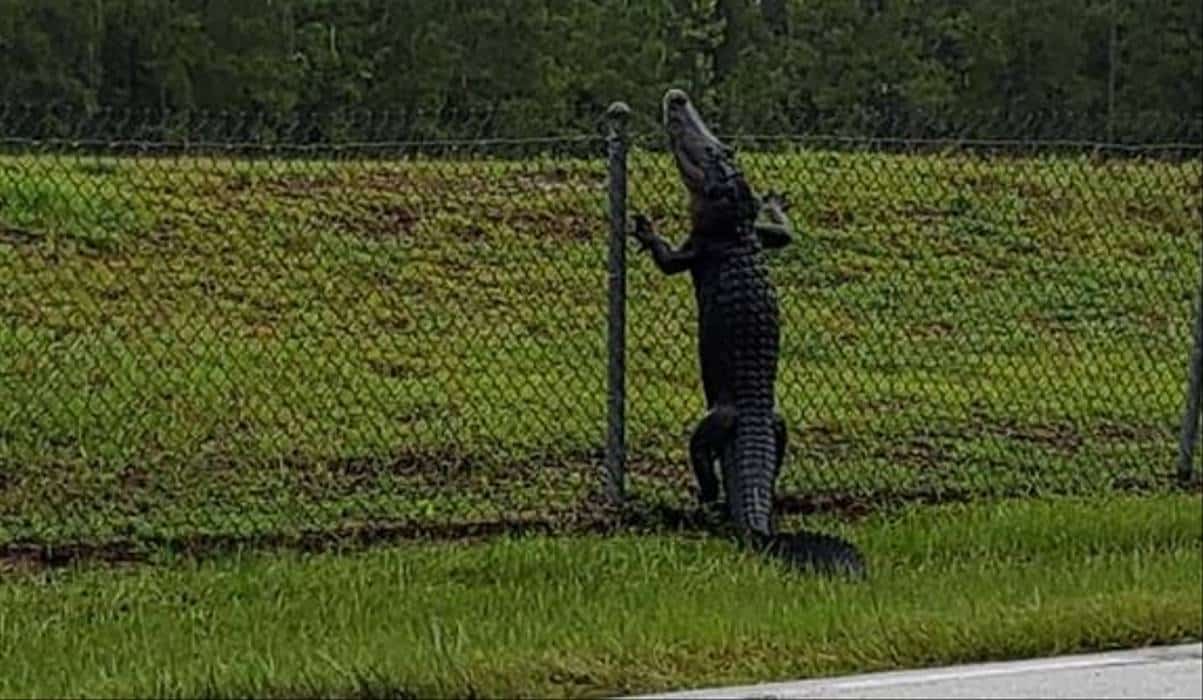 Scary Video Shows Alligator Climbing A Fence – Elite Readers