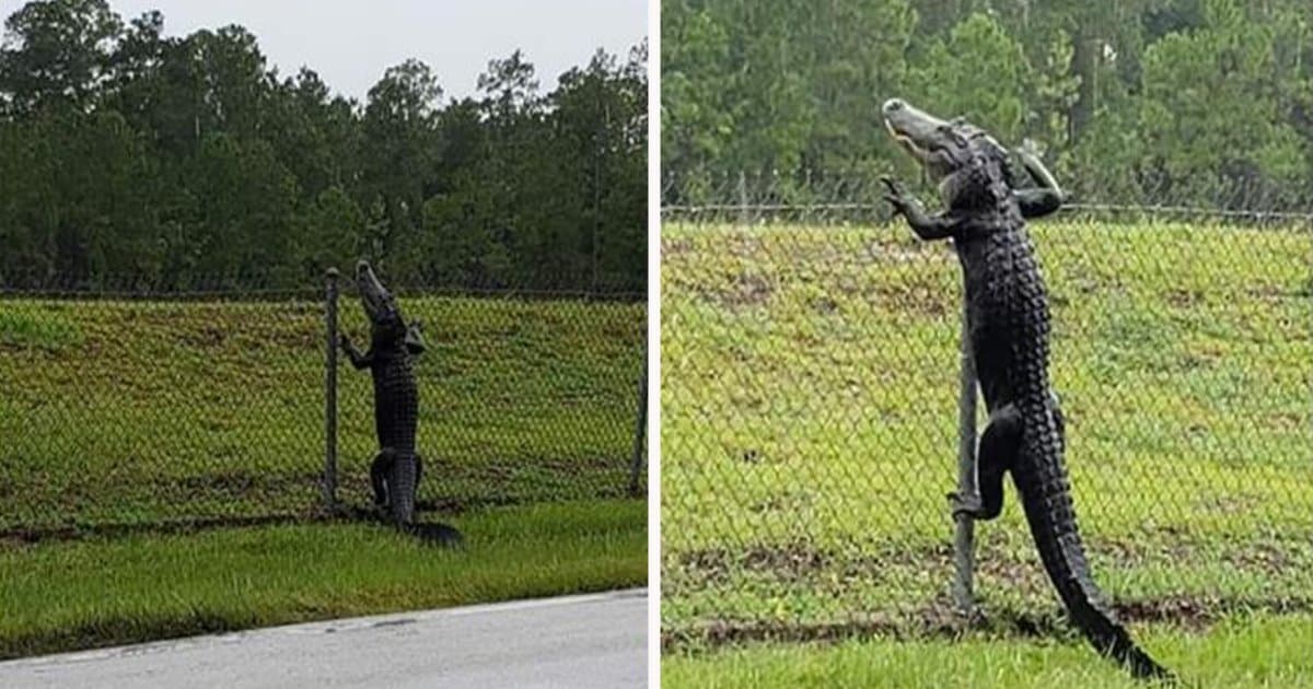 Scary Video Shows Alligator Climbing A Fence | Elite Readers