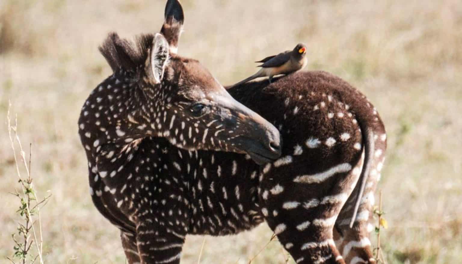 A Rare Baby Zebra With Spots Instead Of Stripes Spotted In Kenya ...