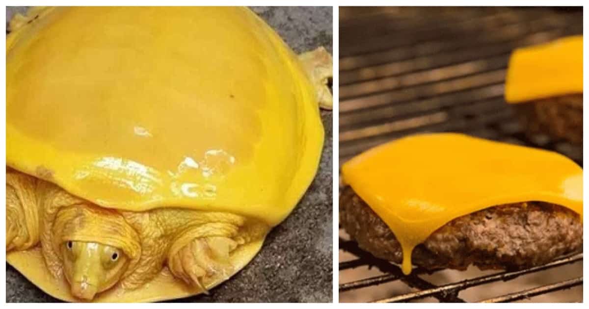 Rare Yellow Turtle That Looks Like Melted Cheese Seen For Only the ...