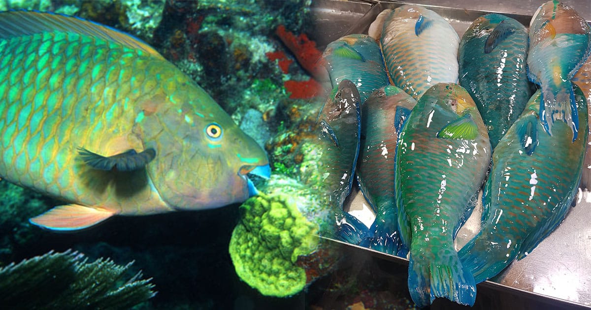 Important Reason Why People Should Stop Eating Parrot Fish | Elite Readers