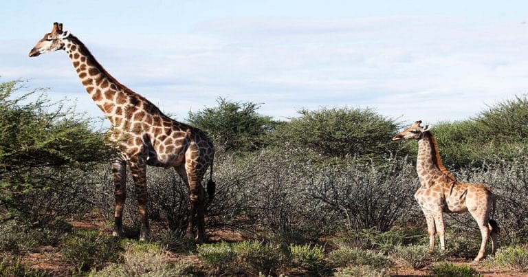 Dwarf Giraffes Spotted In The Wild For The First Time Ever | Elite Readers
