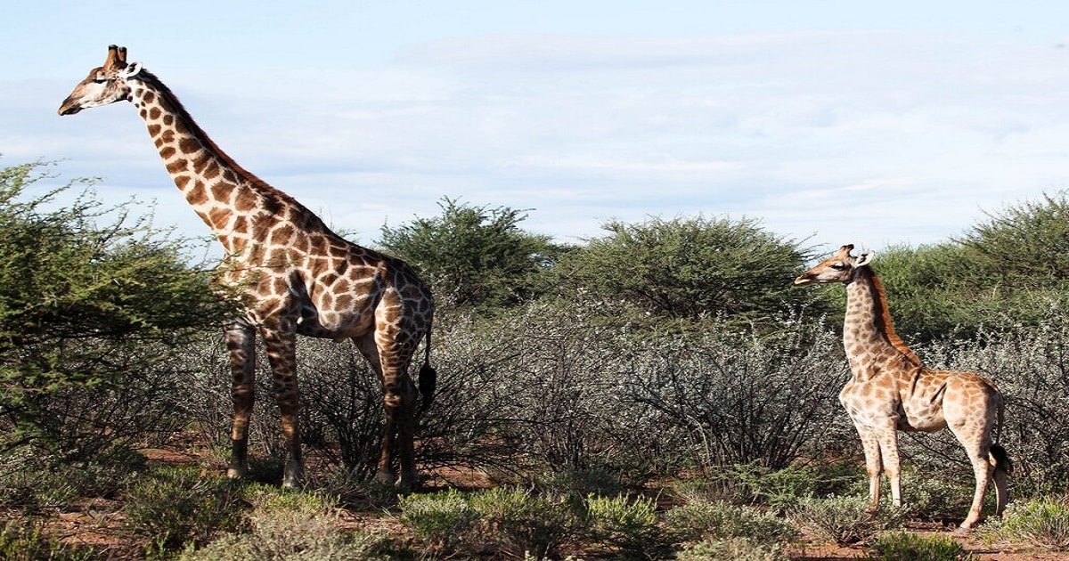 Dwarf Giraffes Spotted In The Wild For The First Time Ever | Elite Readers